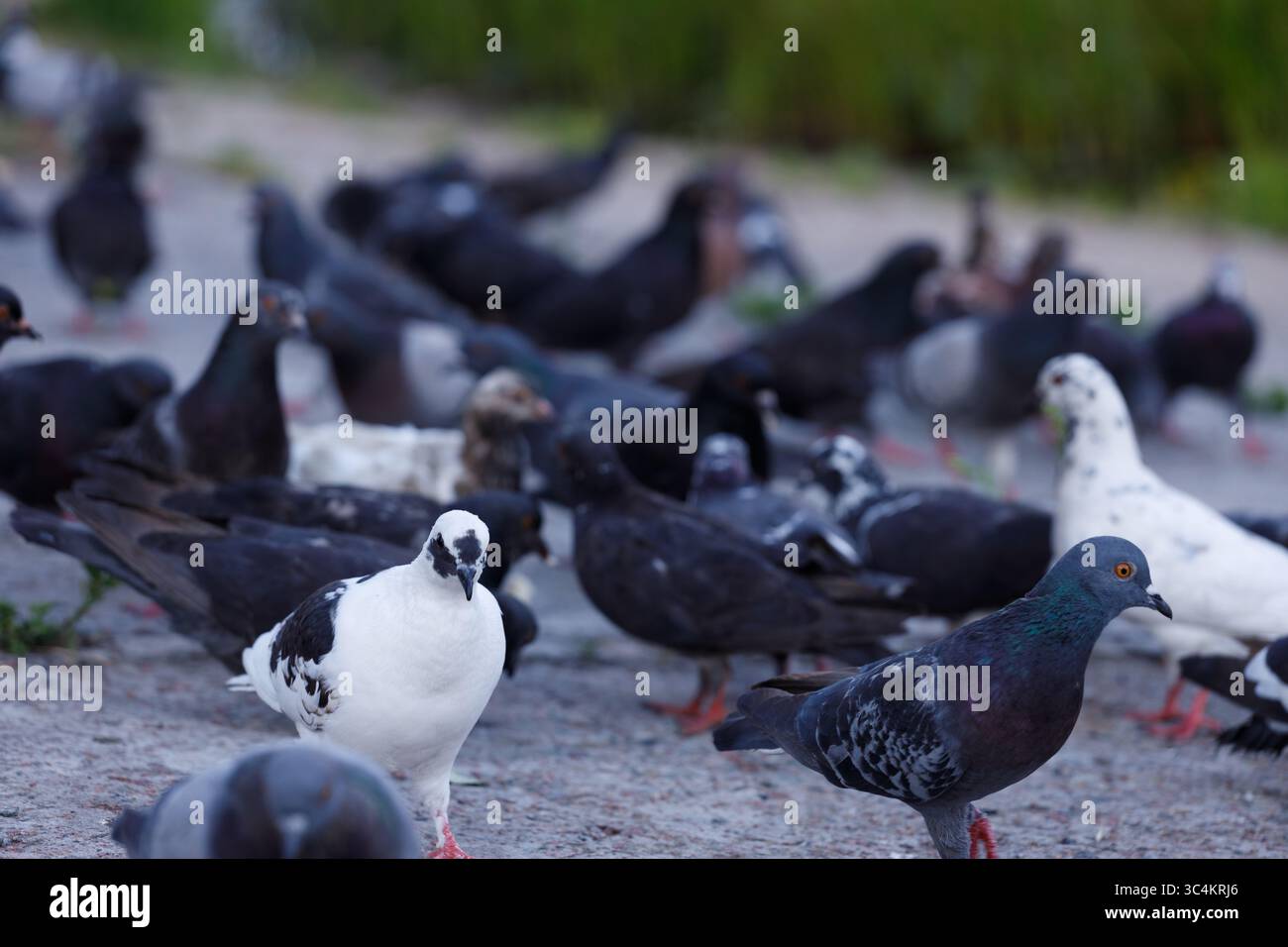 A Flock of Pigeons Gathered on Urban Ground, Showcasing Diverse Colors ...