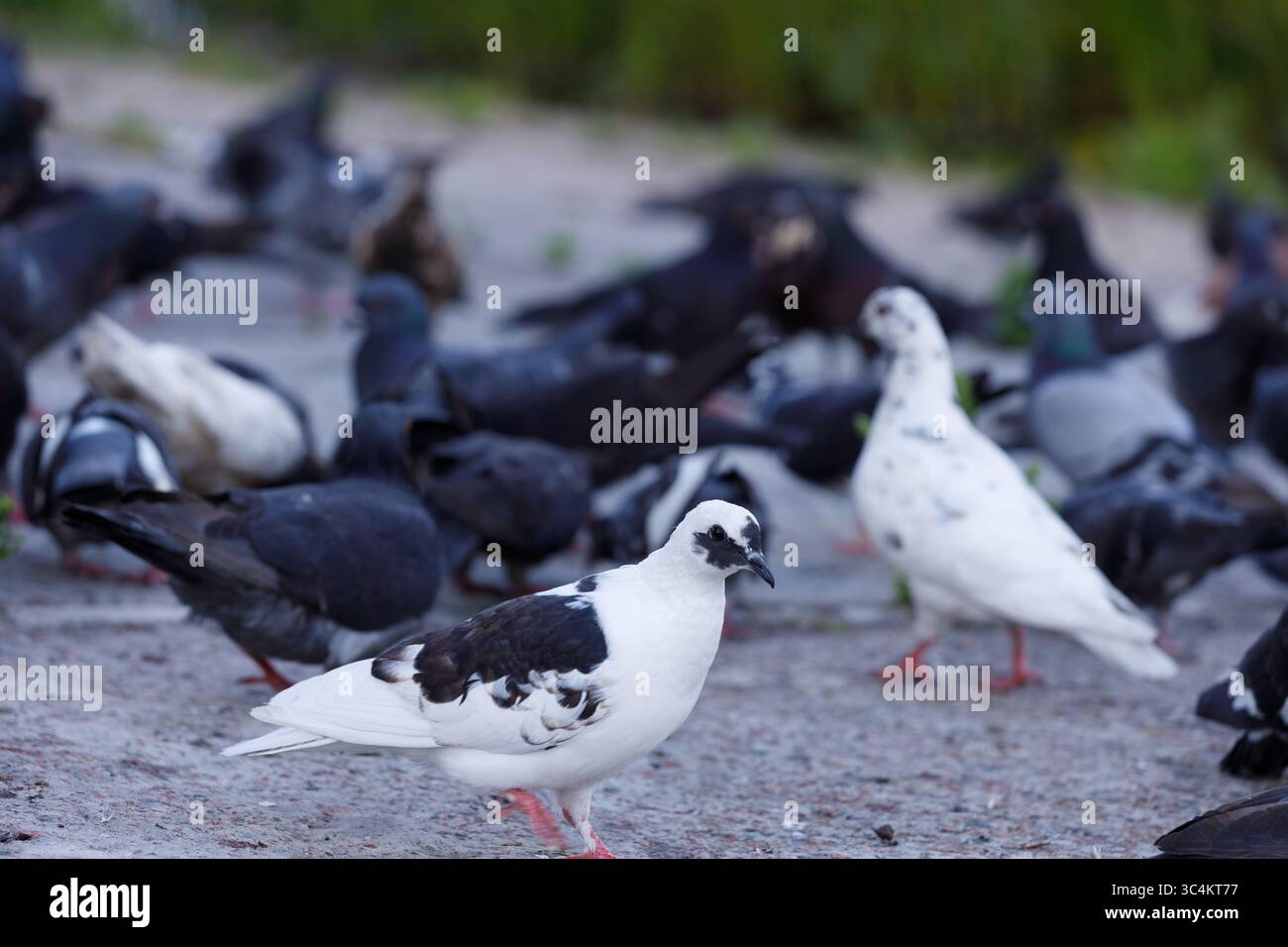 A Diverse Gathering of Pigeons: Exploring the Intriguing Behaviors and ...