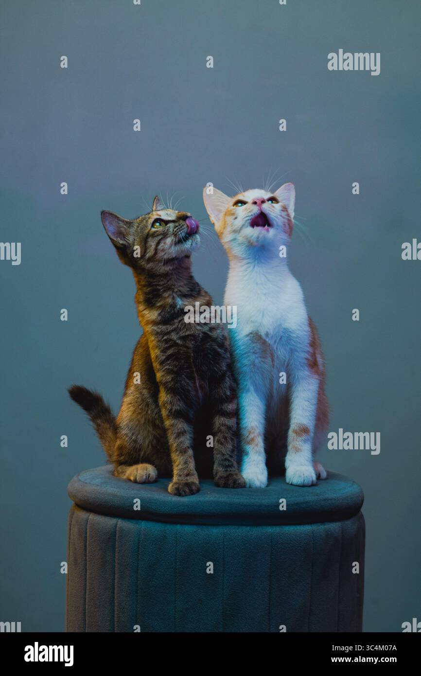 Twin cats studio hi-res stock photography and images - Alamy