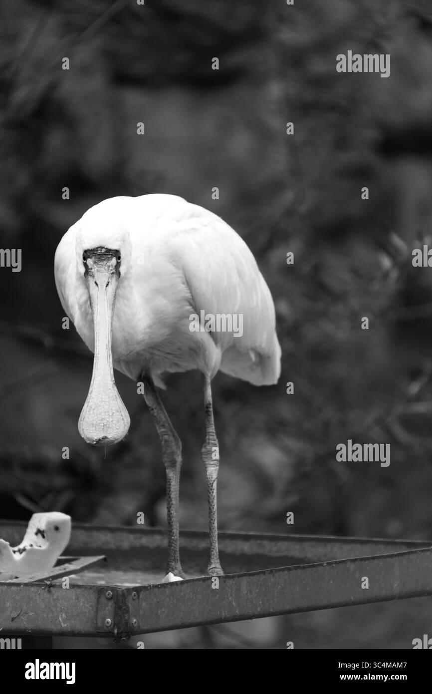 Bird life inside the zoo habitat Stock Photo - Alamy