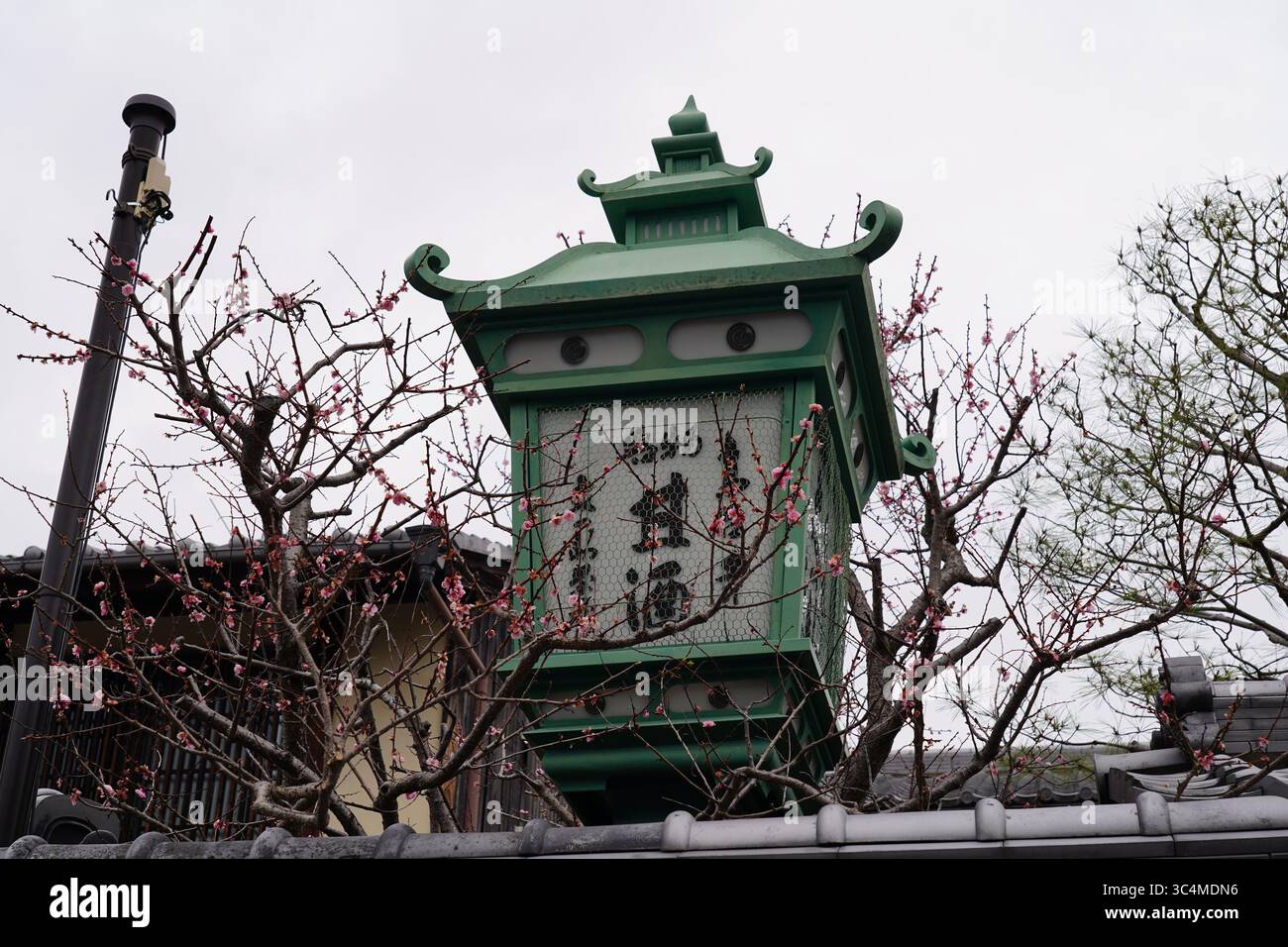 A japanese latern in a garden in Kyoto during the cherry blossom time ...