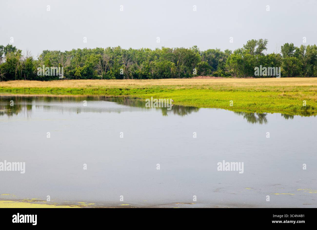 A peaceful pond surrounded by a native prairie at the Nygren Wetlands ...