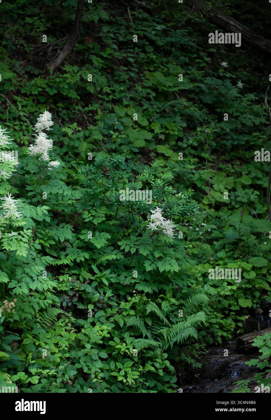 A clear spring source bubbling gently in the heart of a dense forest ...
