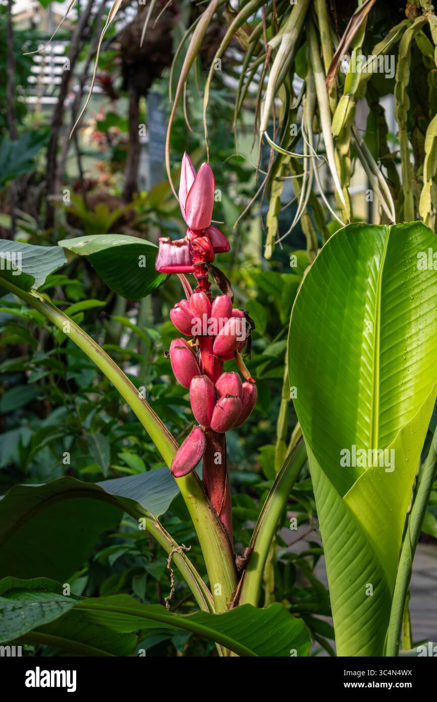 Pink flowered banana tree, musa velutina, native to India, musaceae ...