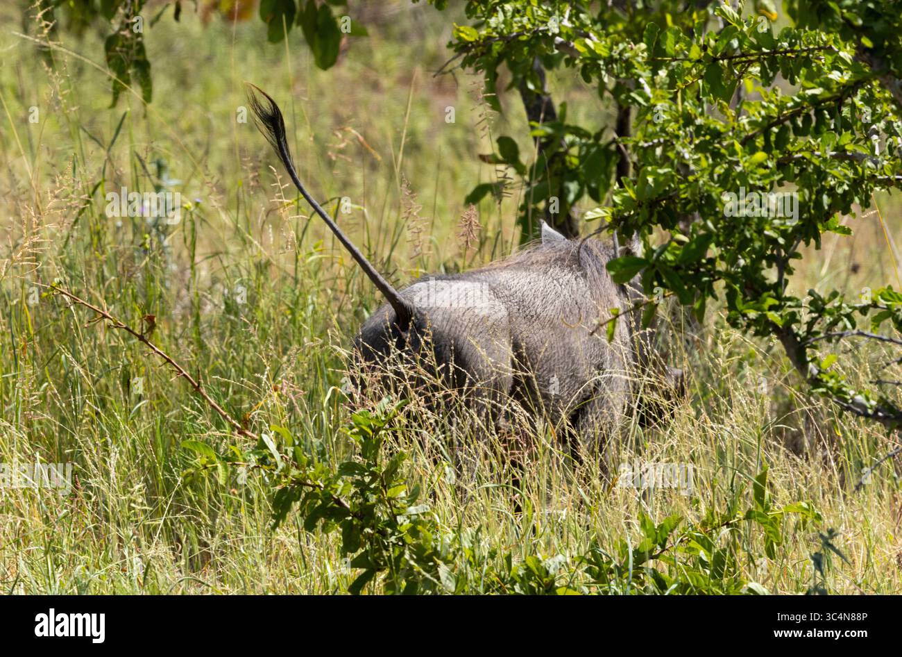 As a young Warthog trots away it instinctively lifts its tail aloft ...
