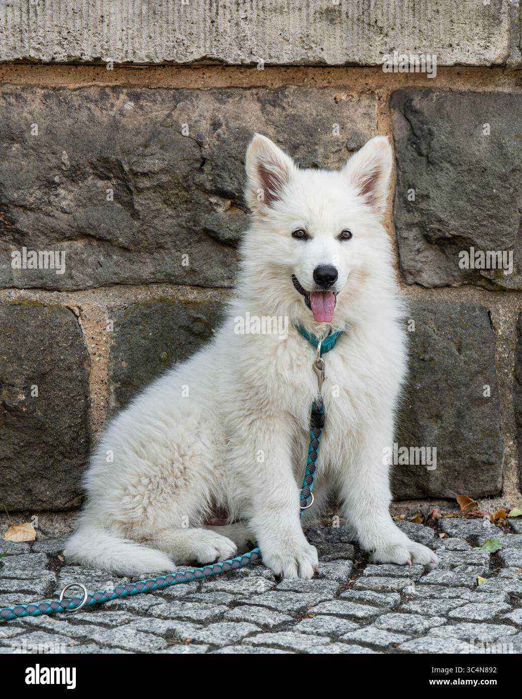 White swiss shepard in hi-res stock photography and images - Alamy
