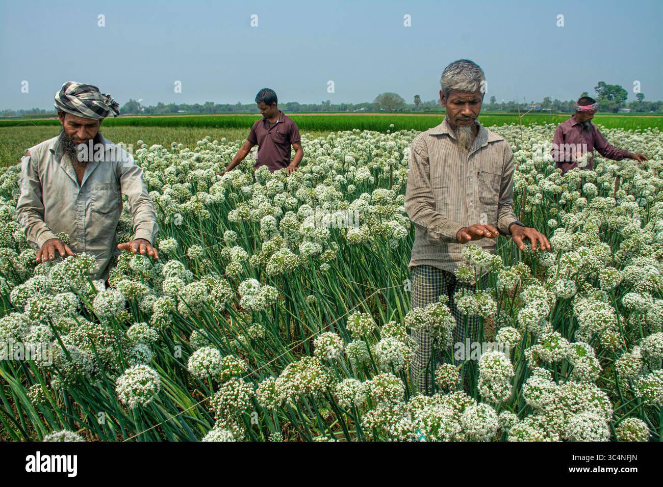 Artificial pollination of onion seeds is being done by hand in Natore, Bangladesh Stock Photo ...