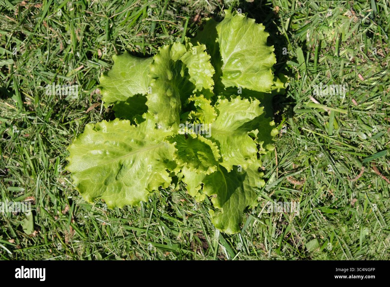 Mulching the topsoil lettuce plant with mowed grass from the lawn ...
