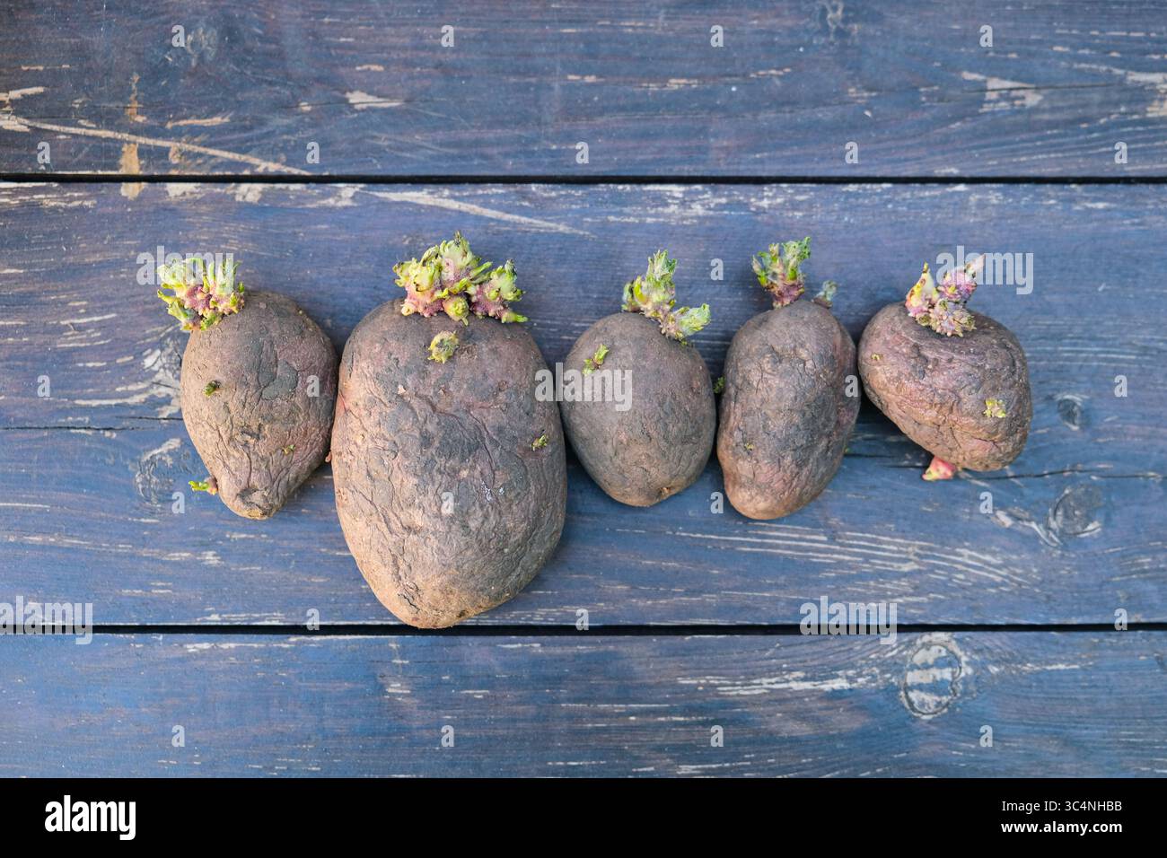 Potato seeds for planting. Tubers with young sprouts Stock Photo - Alamy