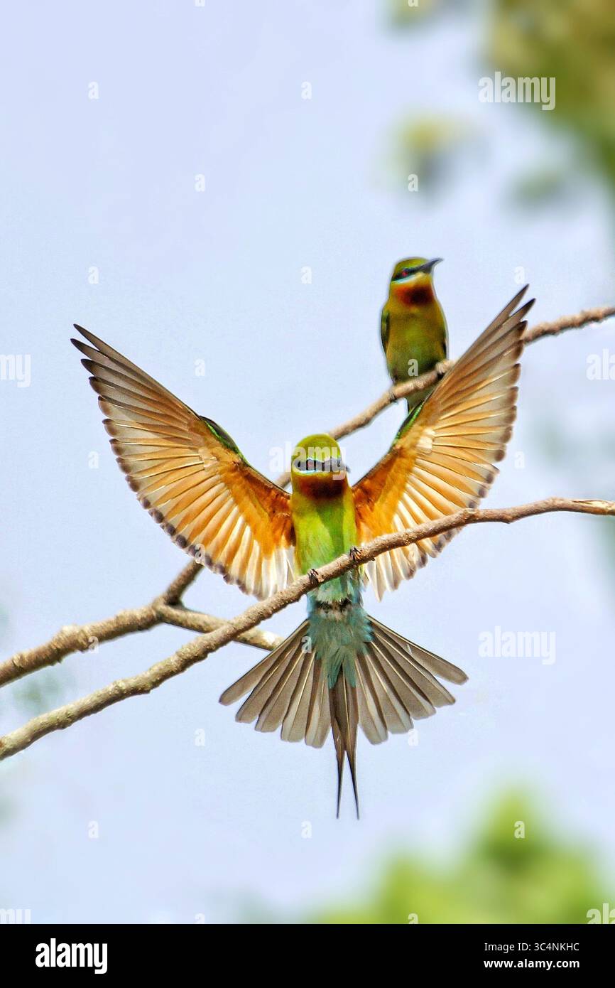 A vibrant bee-eater bird in flight, with its richly coloured plumage ...