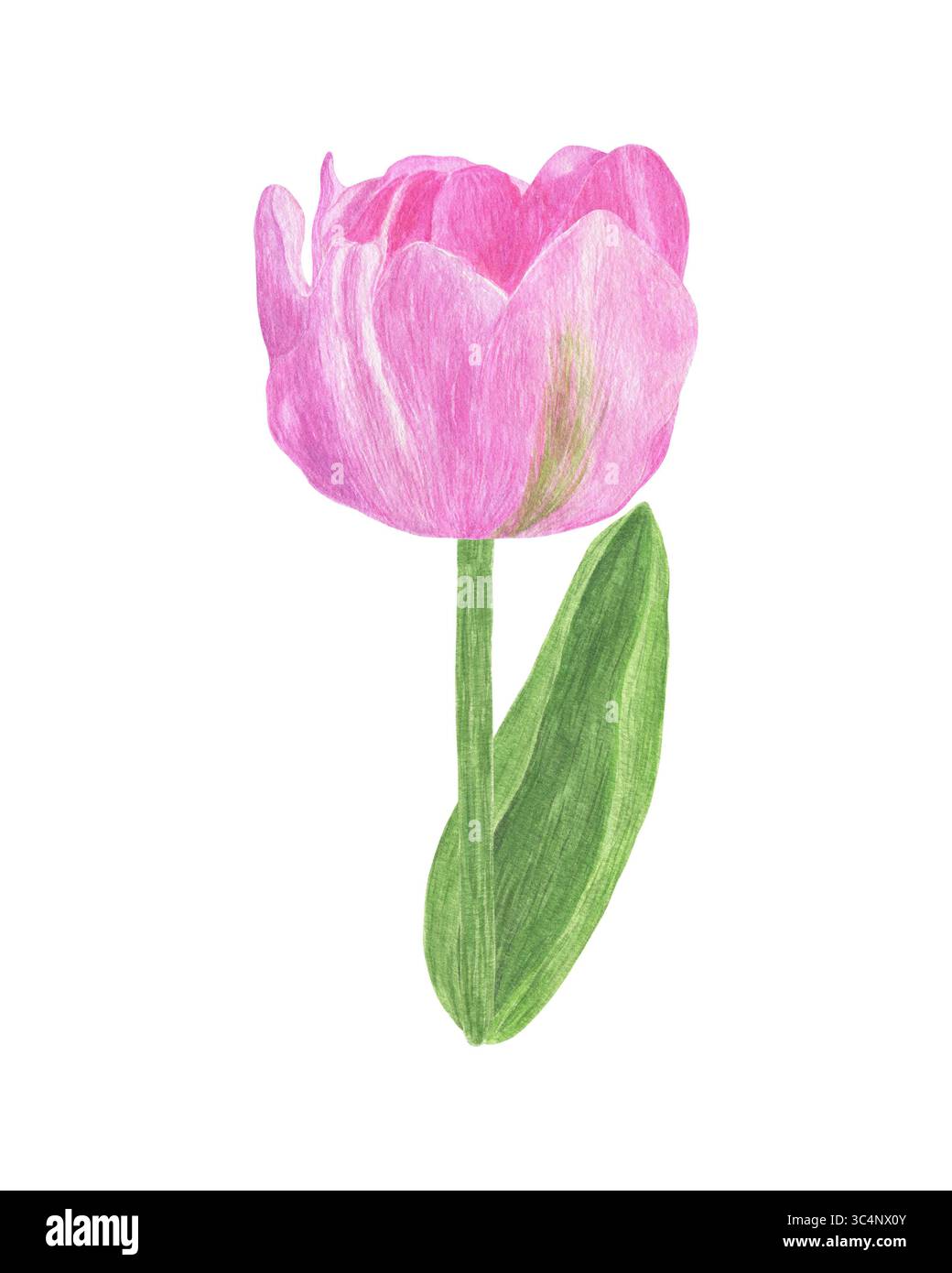 Tulip packaging hi-res stock photography and images - Alamy