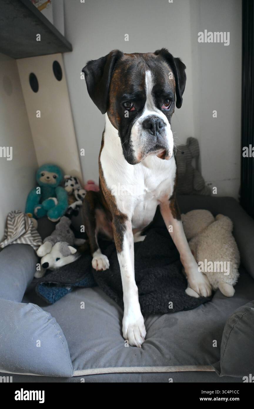 Soft toys for dogs hi-res stock photography and images - Alamy