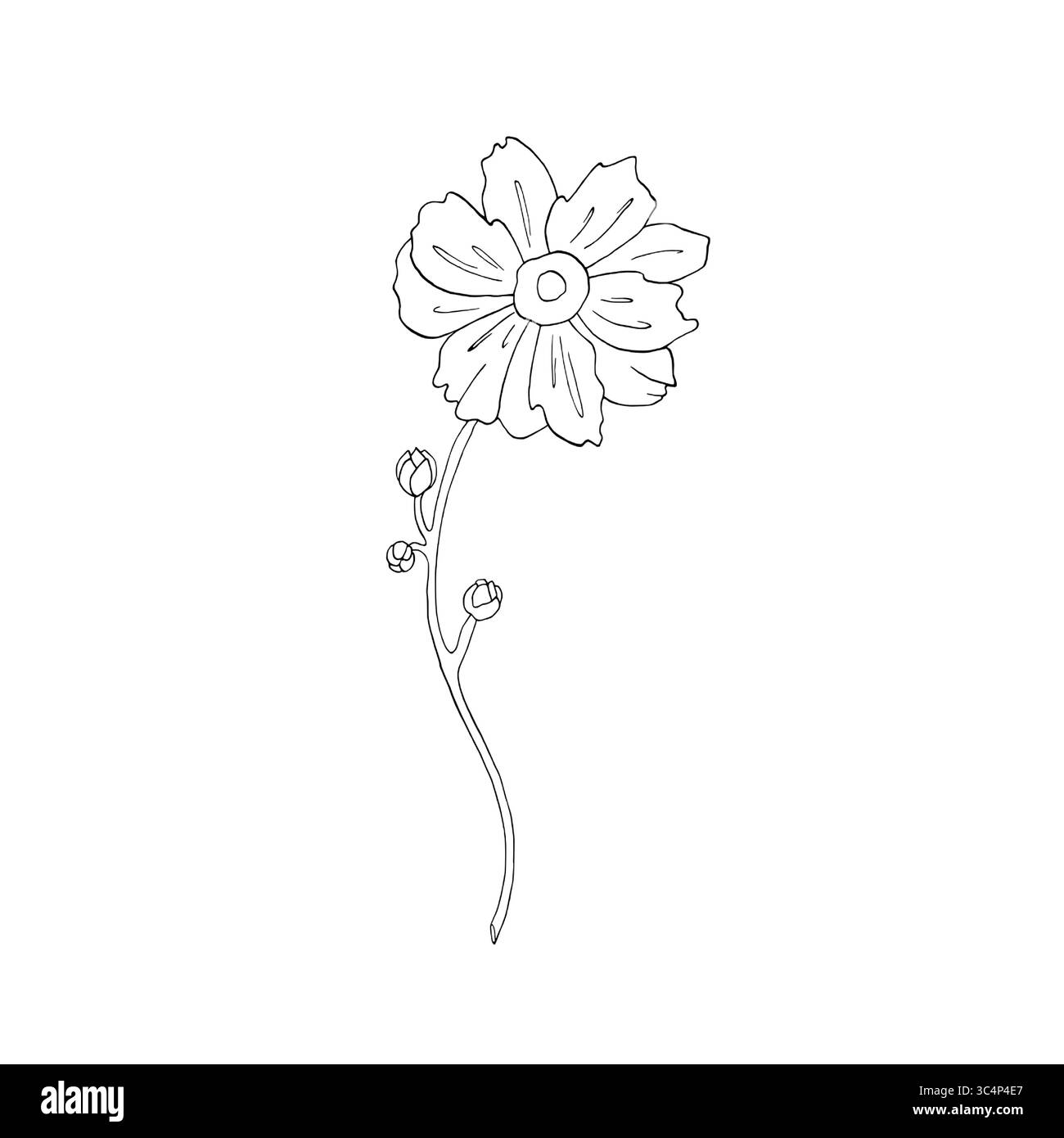 Single simple flower Japanese Anemone. Hand drawn ink illustration in ...