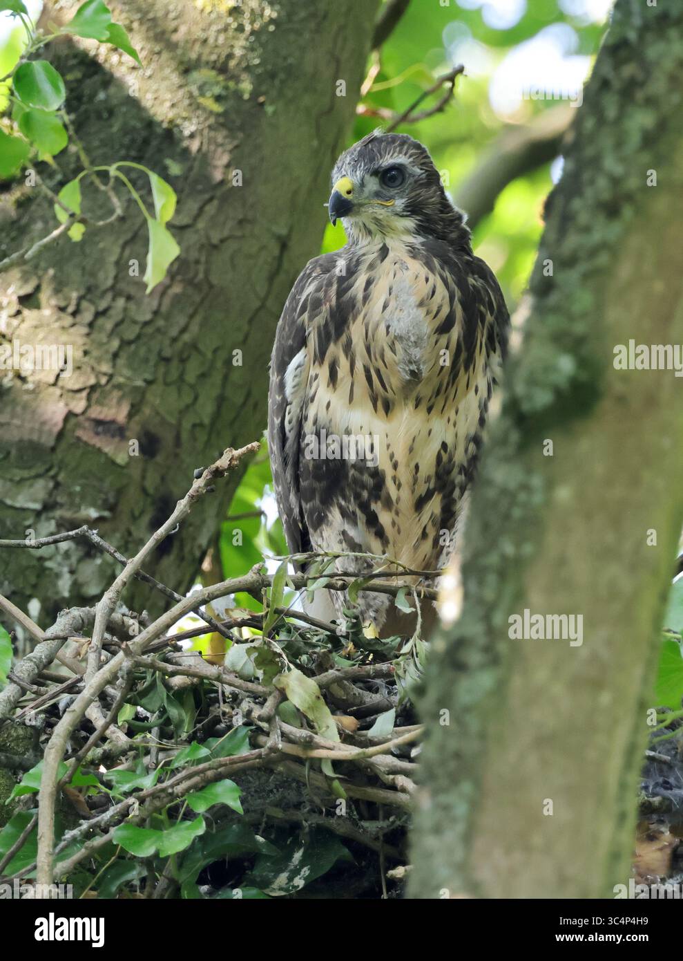 Buteo buteo common buzzard nest hi-res stock photography and images - Alamy