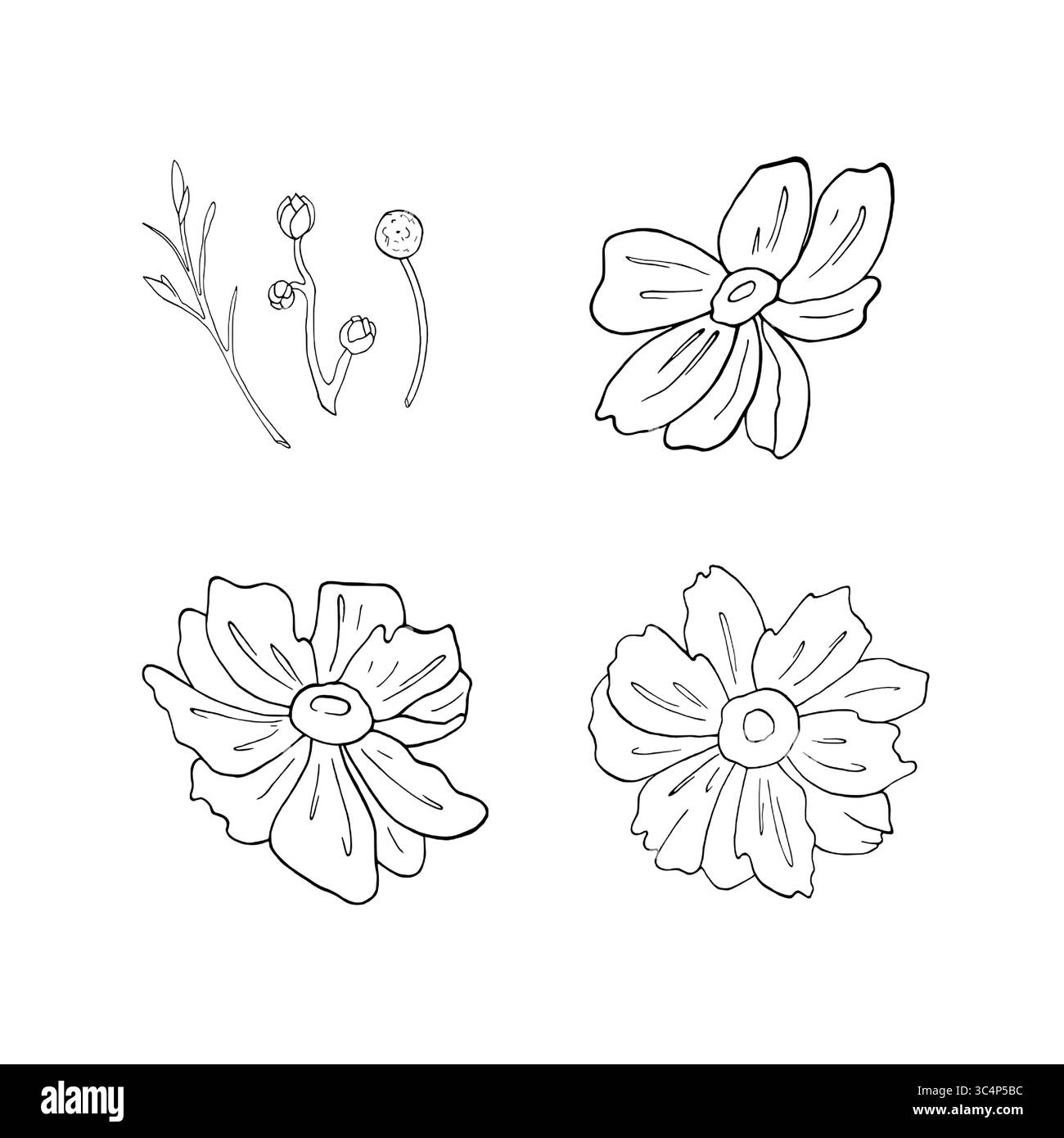 Set with buds of Japanese Anemone in graphic style. Flowers, twigs ...