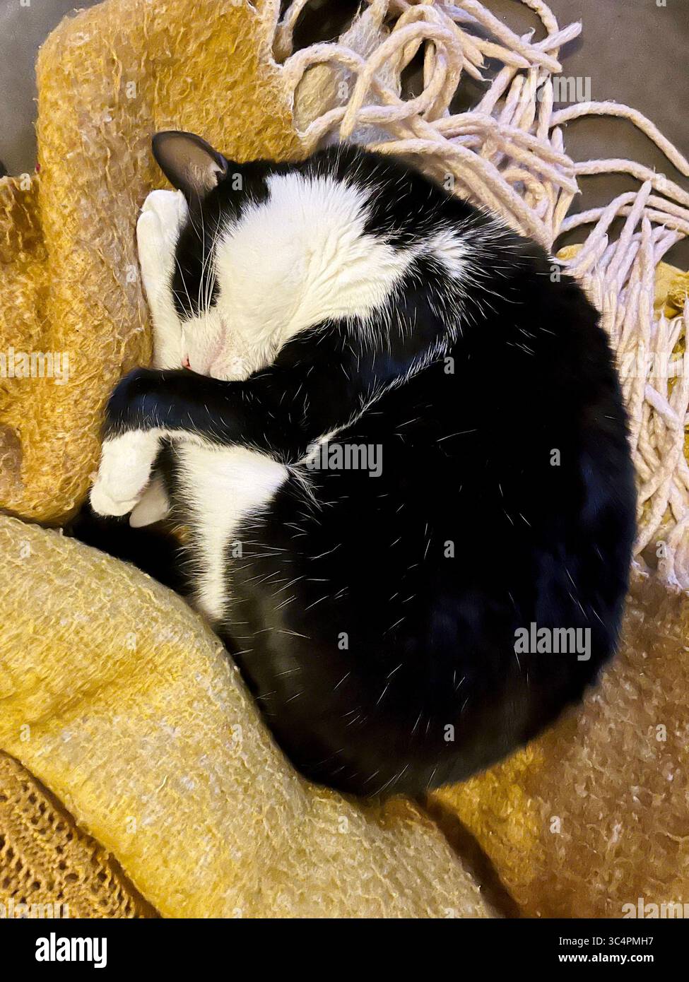 Tuxedo cat uk hi-res stock photography and images - Alamy