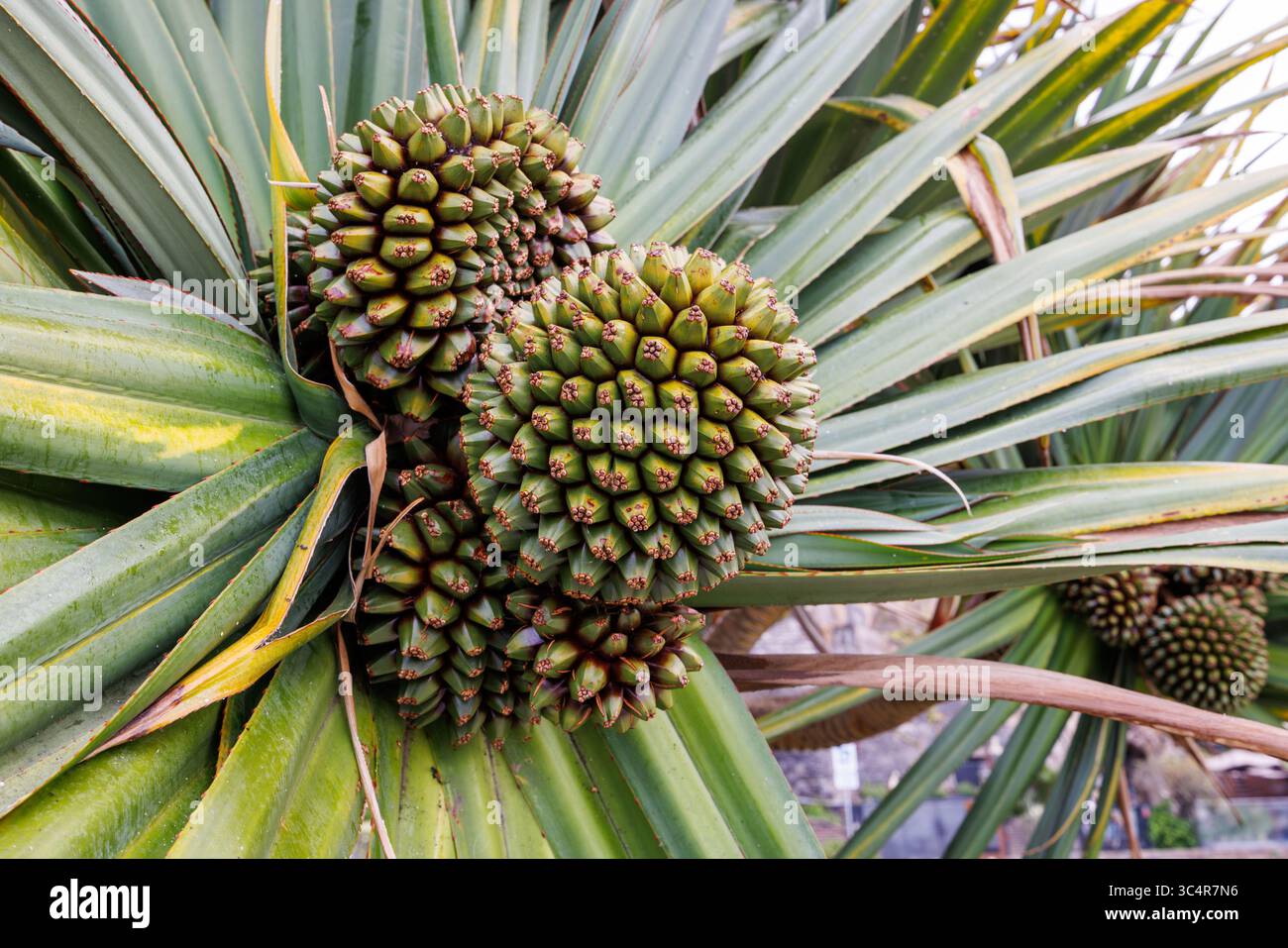 Three pandanus tree hi-res stock photography and images - Alamy