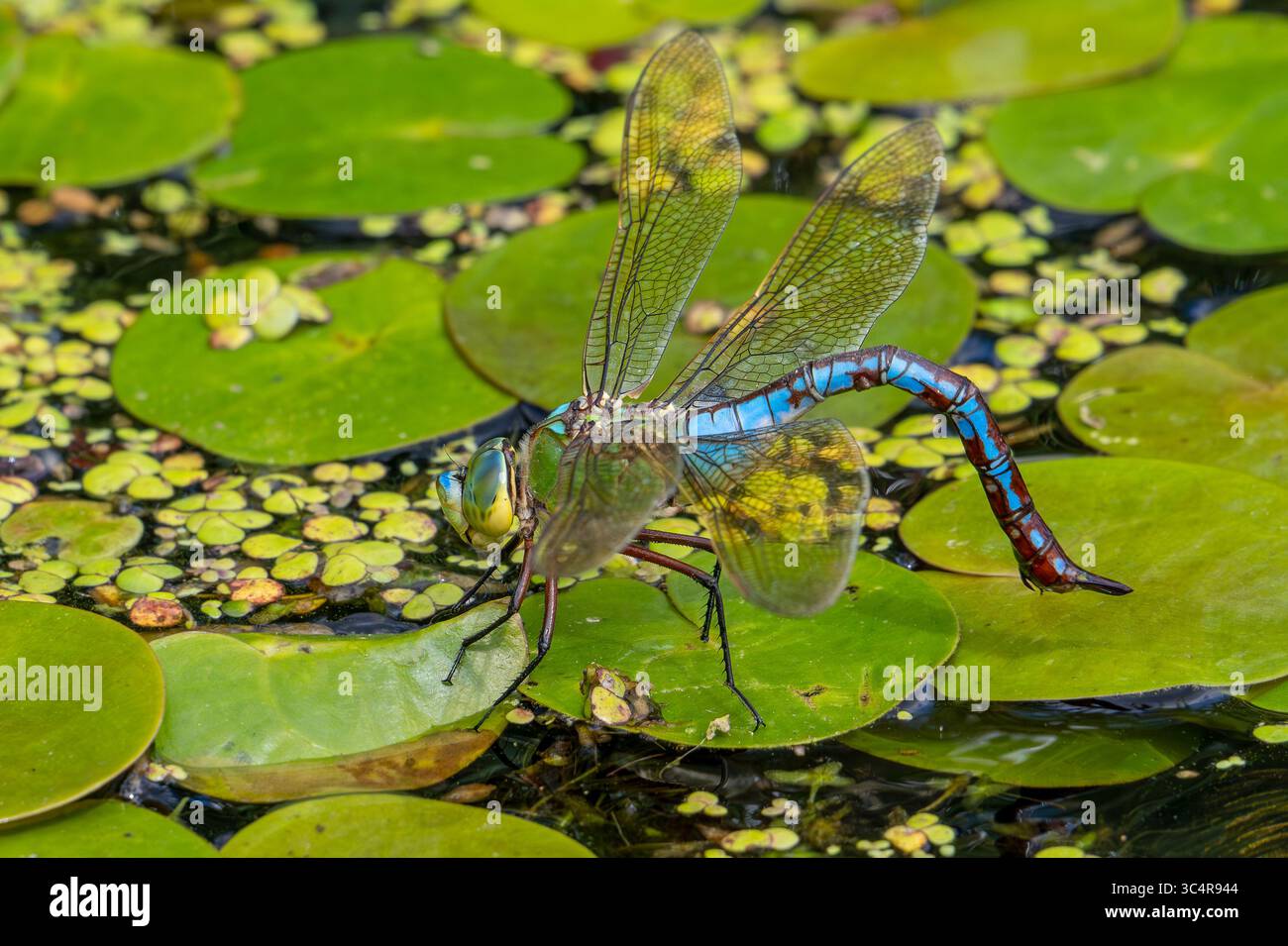 Emperor dragonfly / blue emperor (Anax imperator / Anax formosa) female ...