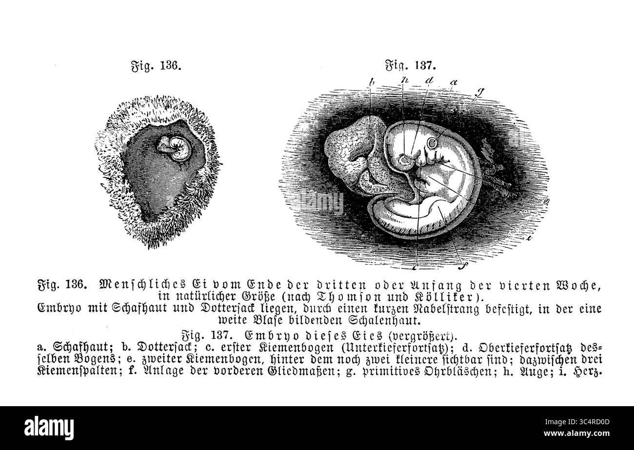 Embryology hand Black and White Stock Photos & Images - Alamy