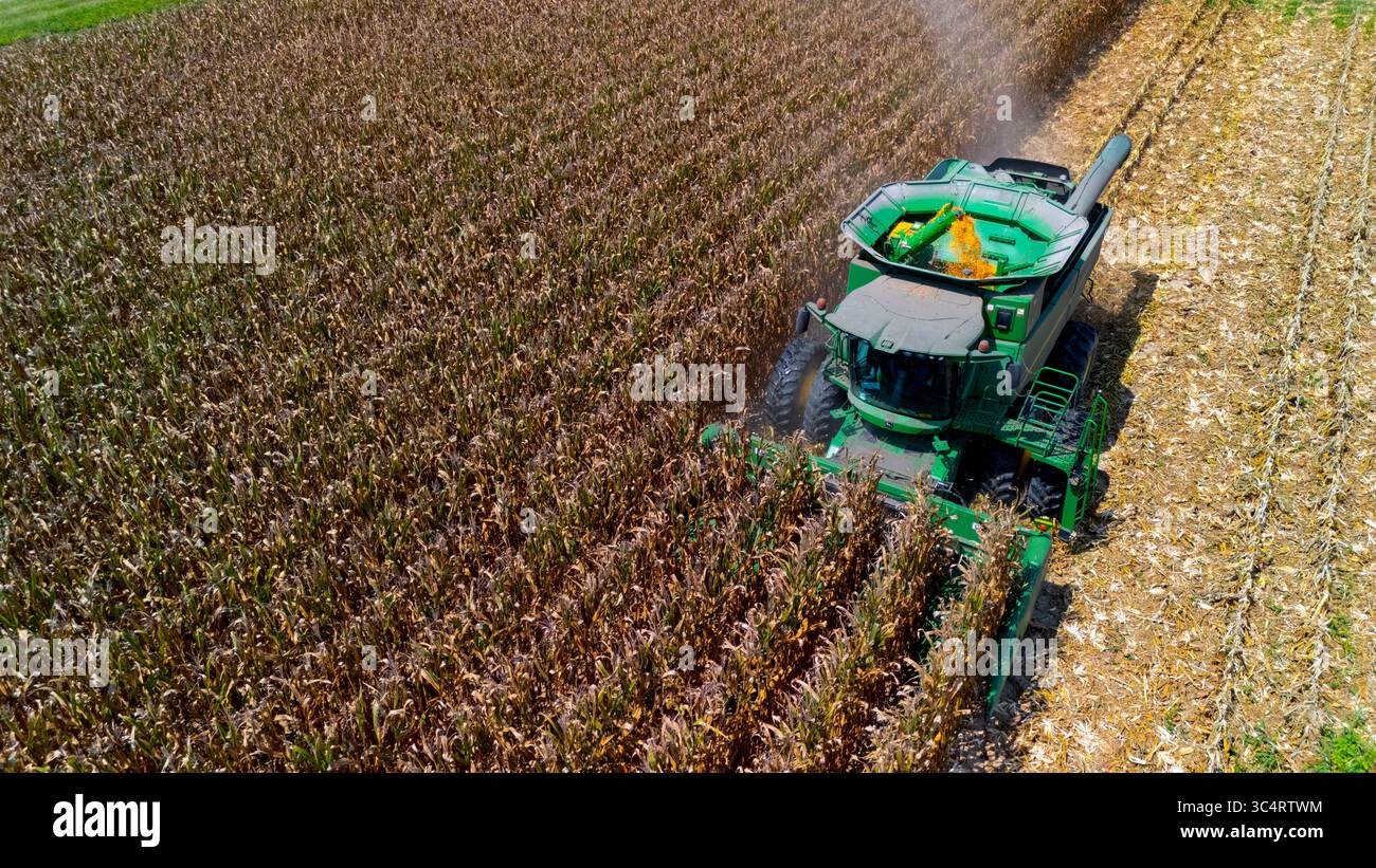 A farmer harvests seed corn in temperatures over 100 degree heat, (37 C ...