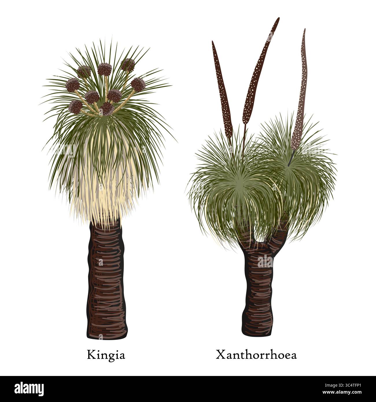 Australian endemic flora, Kingia and Xanthorrhoea grass tree. Australis ...