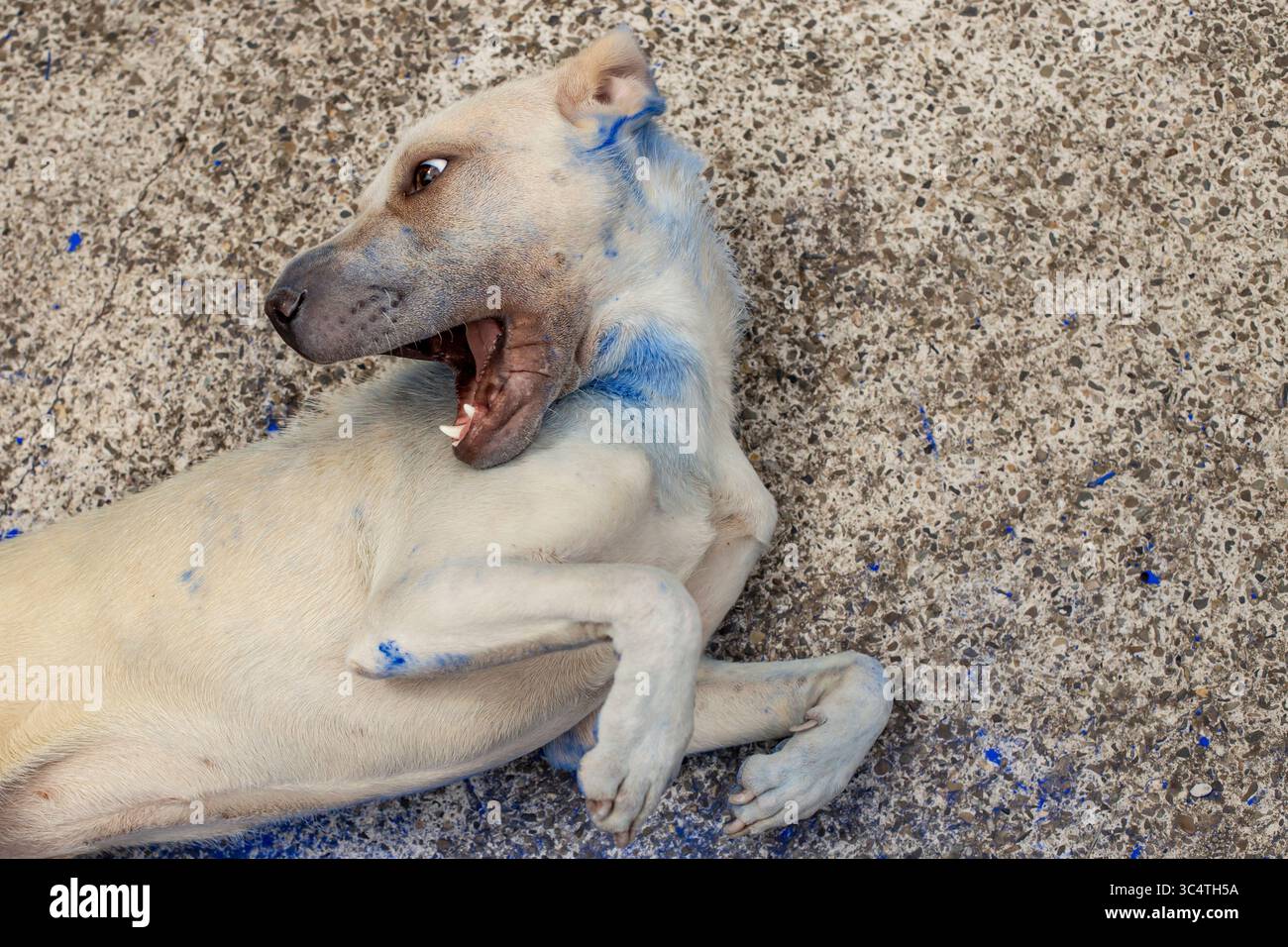Cute beige dog rolling around and laughing in blue colored dye dust ...
