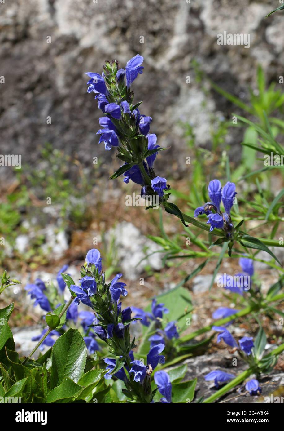 Dracocephalum hyssopifolium hi-res stock photography and images - Alamy