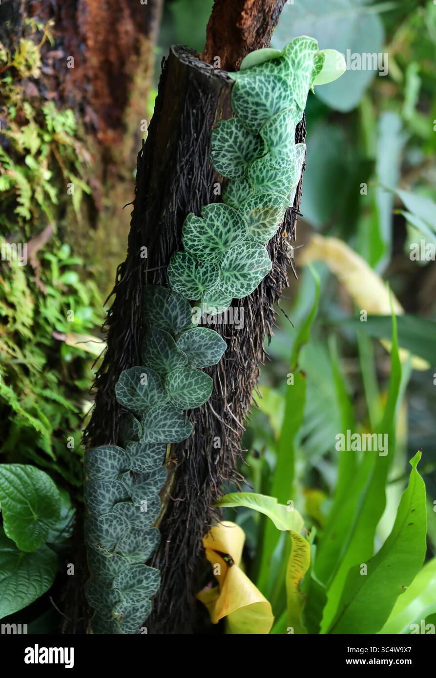 Shingle Plant or Shingle Vine, Rhaphidophora cryptantha, Monstereae ...