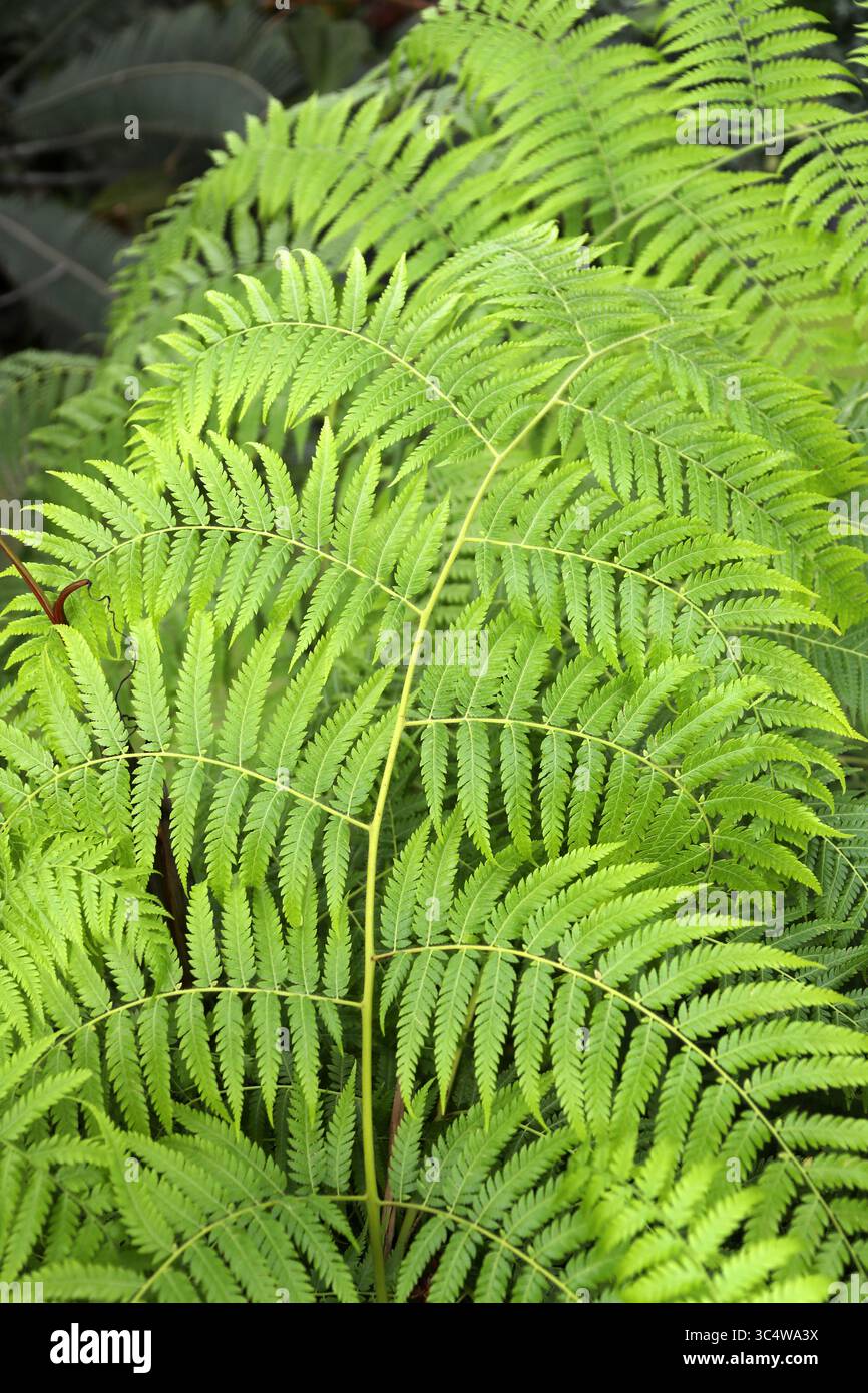 Mexican Tree Fern, Cibotium schiedei, Cibotiaceae (Dicksoniaceae). Syn ...