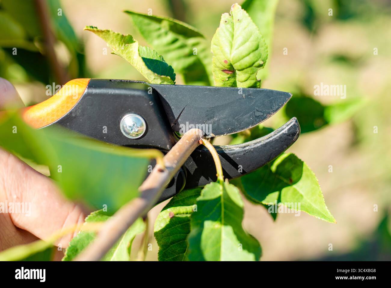 Hand of man with pruning shears cutting tree branches paying special ...