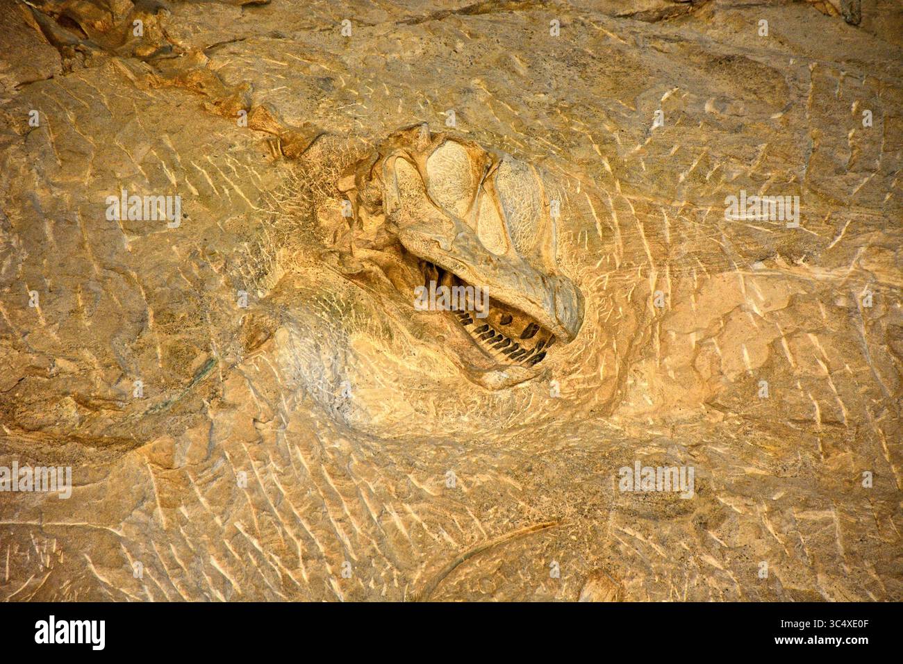 Dinosaur Fossils and Rock Formations in Utah’s Dinosaur National ...