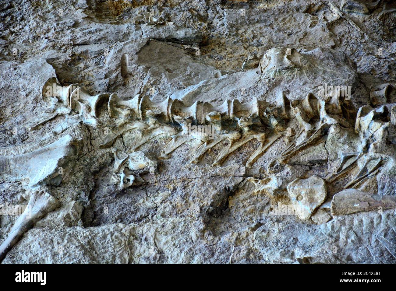 Dinosaur Fossils and Rock Formations in Utah’s Dinosaur National ...