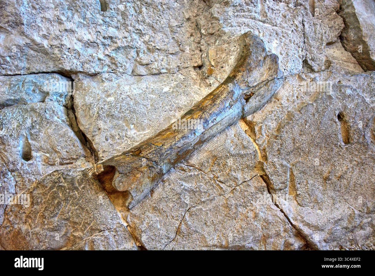 Dinosaur Fossils and Rock Formations in Utah’s Dinosaur National ...