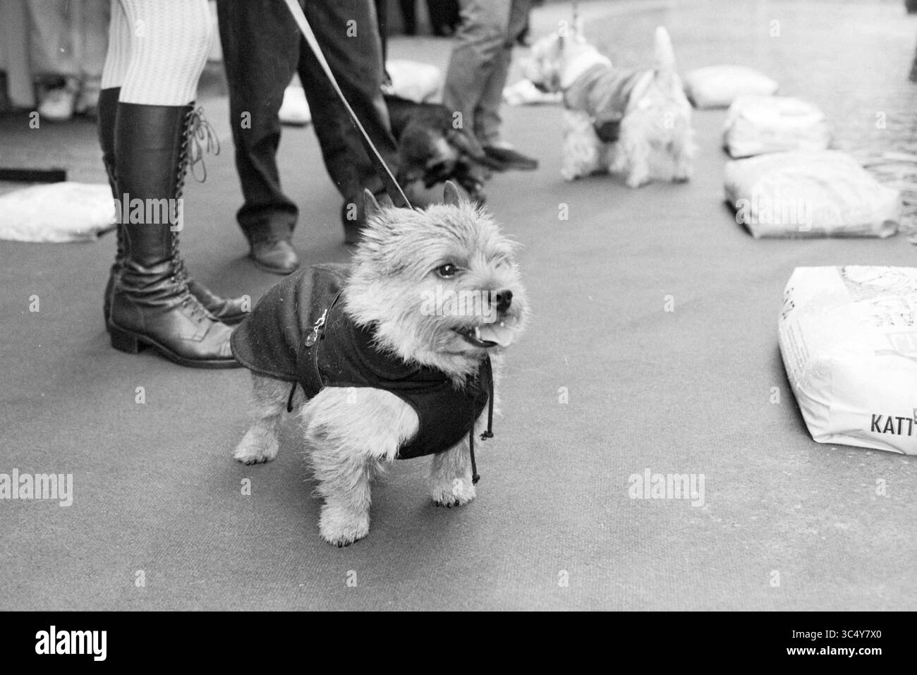 Dog fashion show Gierstraat, Haarlem, Gierstraat, The Netherlands, 28 ...