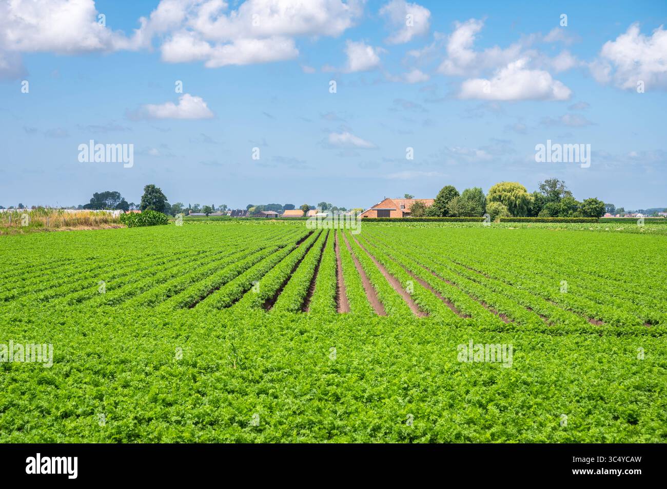 Green potato fields at the Flemish countryside in Diksmuide, West ...