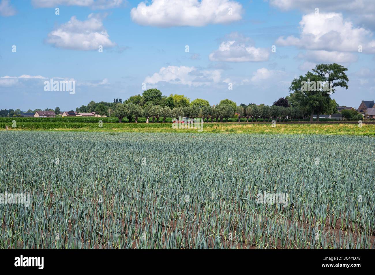 Leek and cabbage fields at the Flemish countryside in Diksmuide, West ...