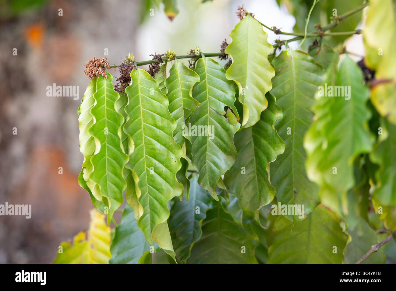 Coffee Plantation Field In India, Coffea Arabica Leaf And Dry Flowers ...