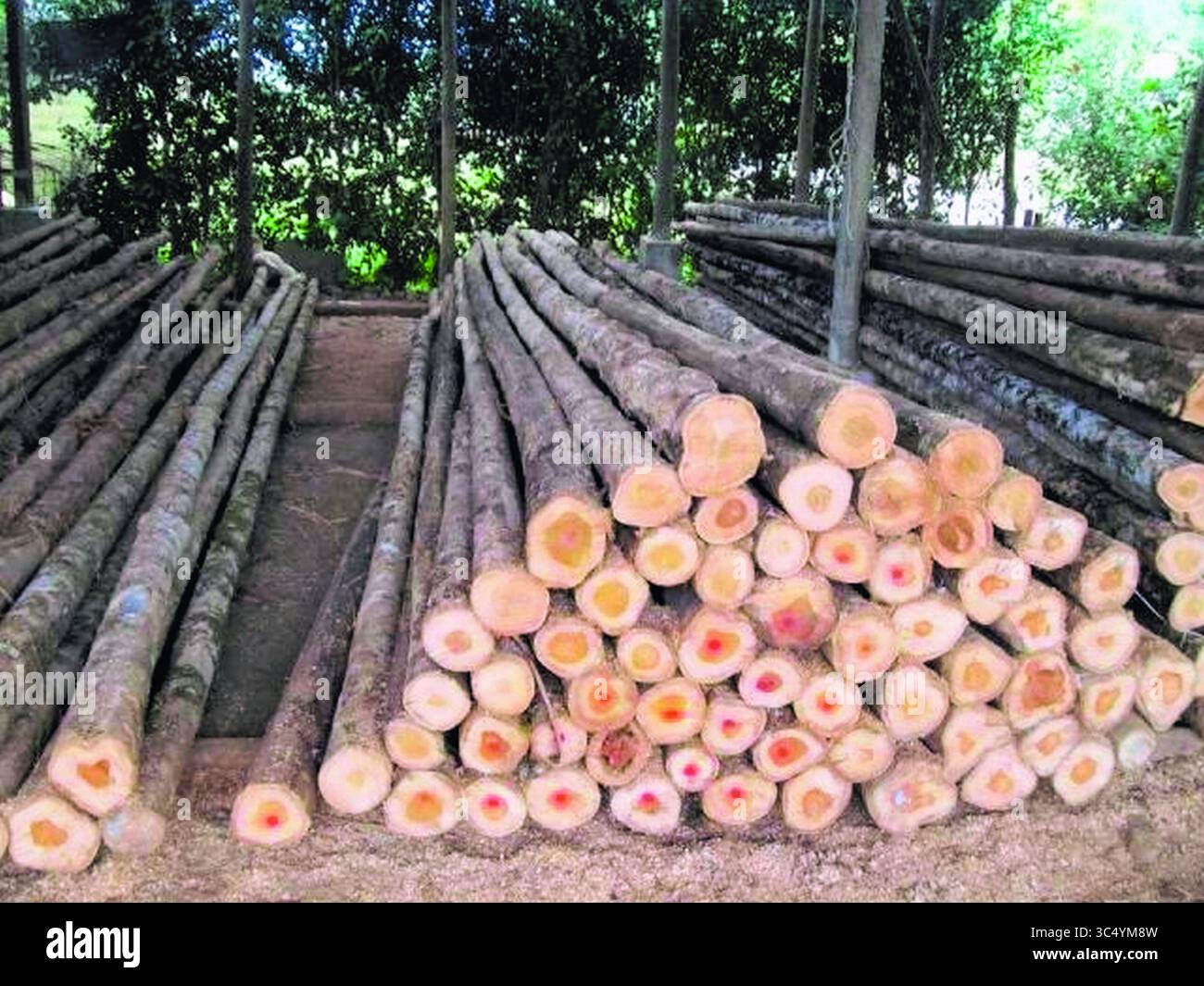 Madera en bruto hi-res stock photography and images - Alamy