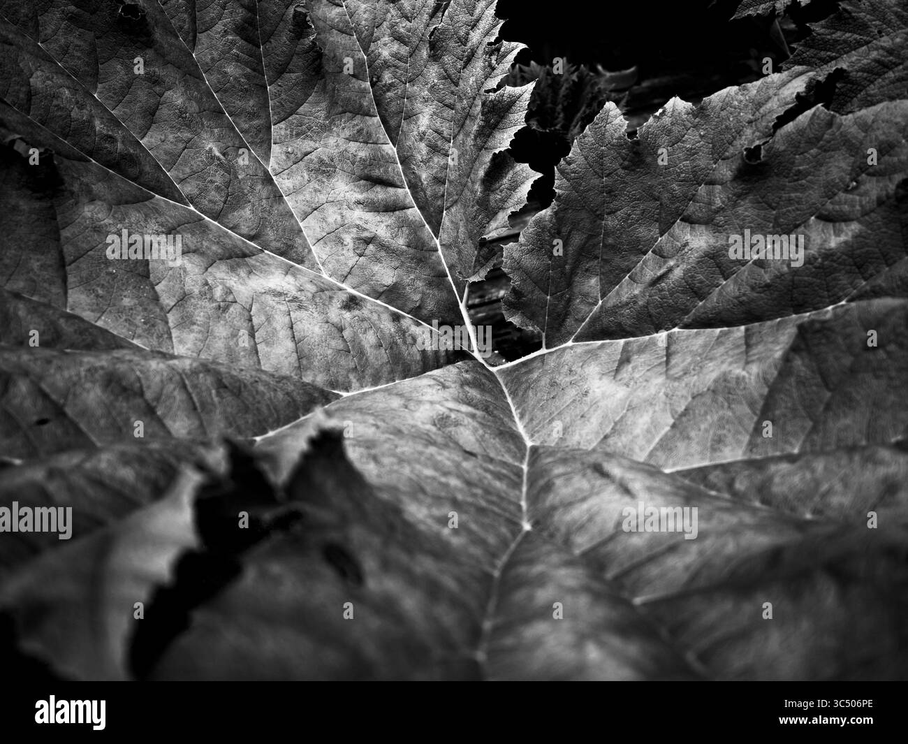 Fleshy edible fruit Black and White Stock Photos & Images - Alamy