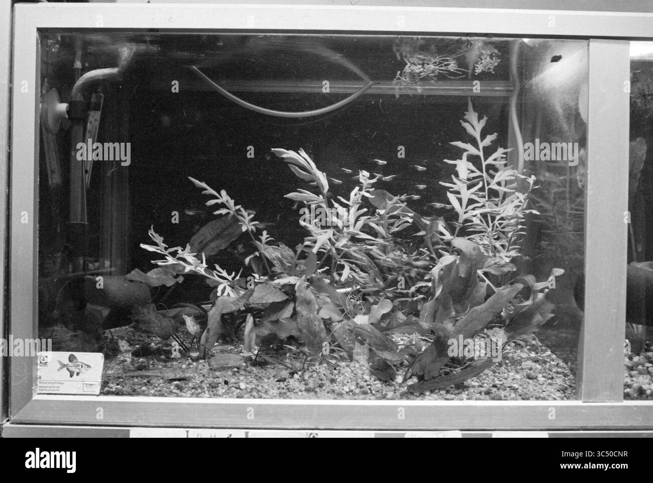 Aquarium, 00-03-1979 Whizgle News, Dutch Desk, The Netherlands, 1950 ...
