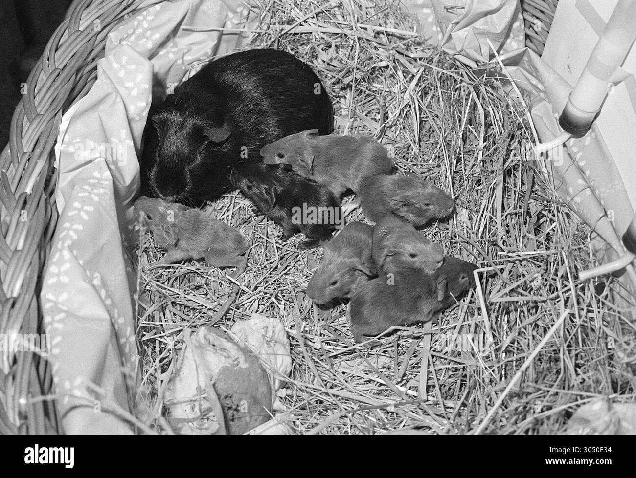 Pig pups Black and White Stock Photos & Images - Alamy