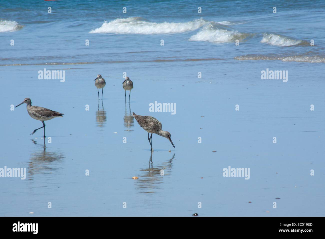 Sandpipers on the beach in North Carolina Stock Photo - Alamy