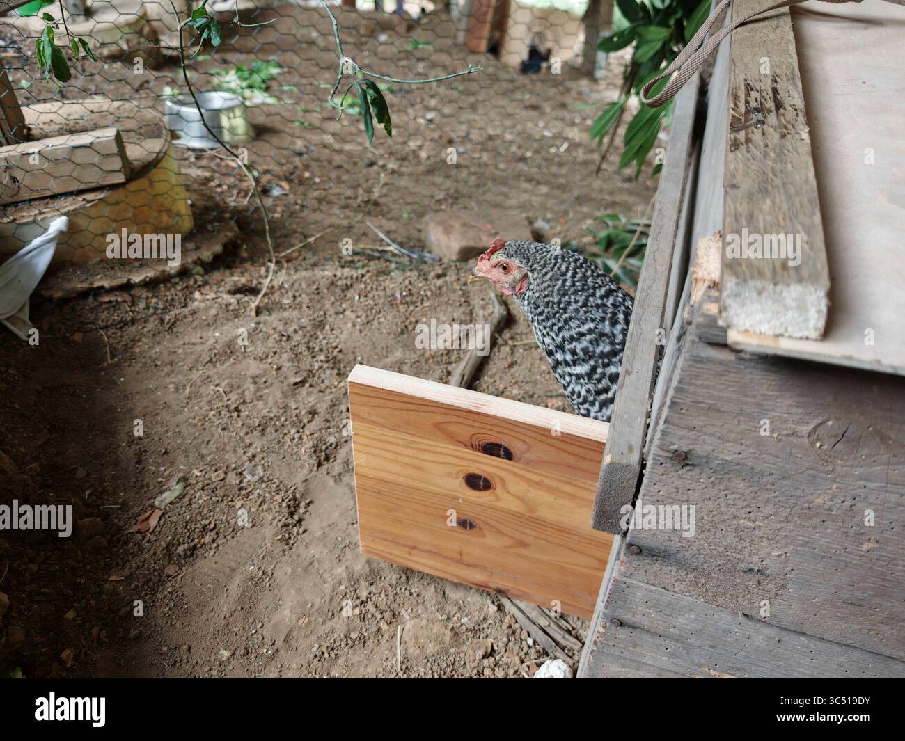free range chicken as part of the species appropriate keeping free ...