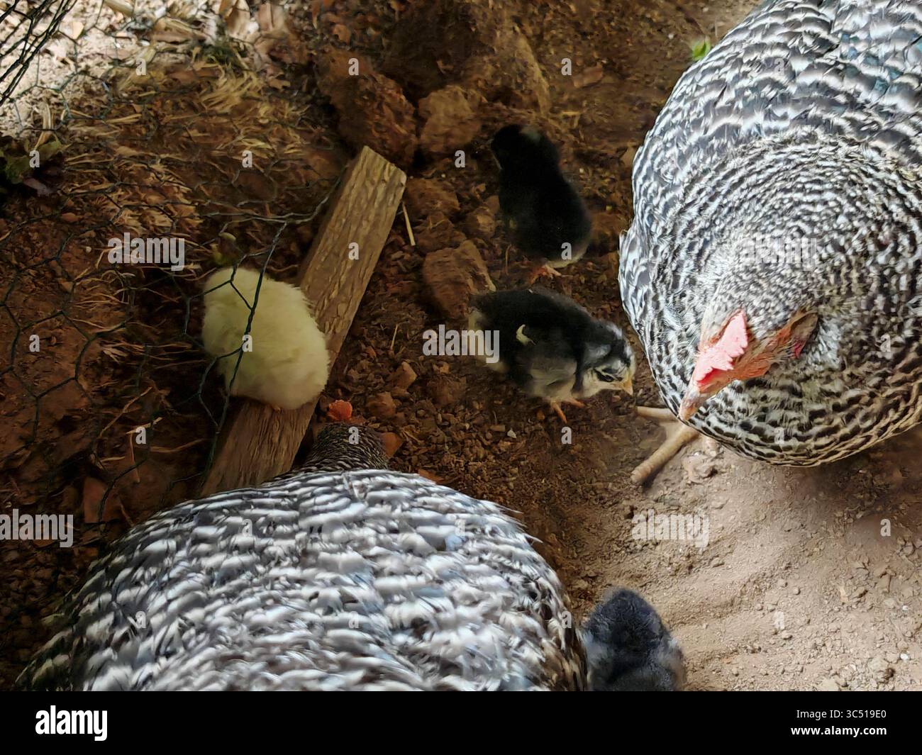 a symbol of chicken in poultry husbandry and animal farming chicken in ...