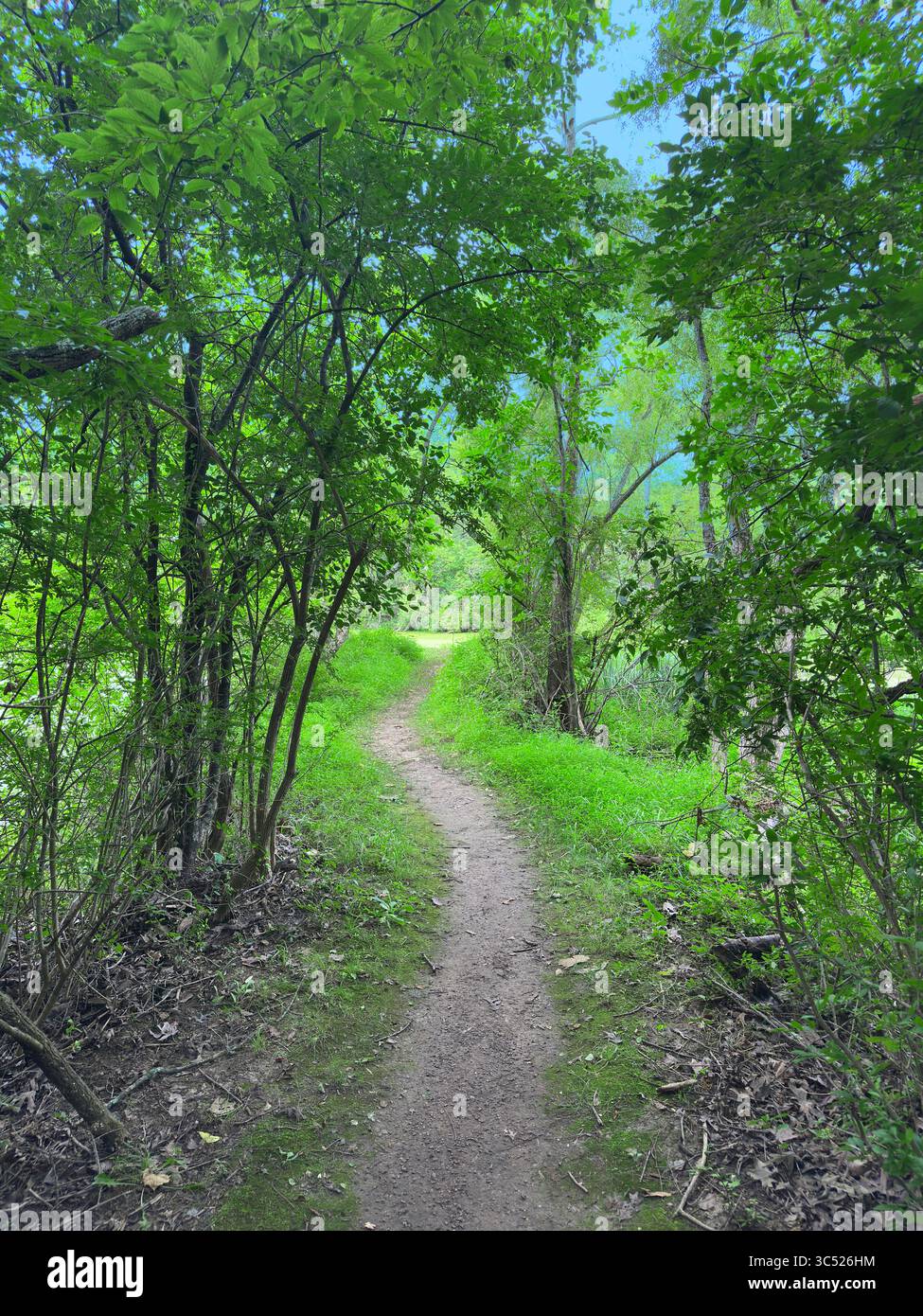 Grassy trail through trees hi-res stock photography and images - Alamy