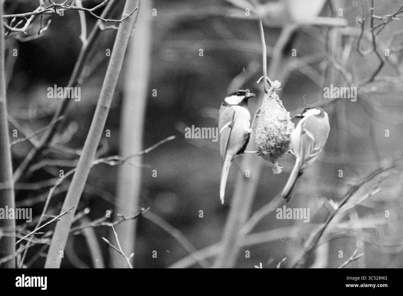1950 2000 two birds hi-res stock photography and images - Alamy
