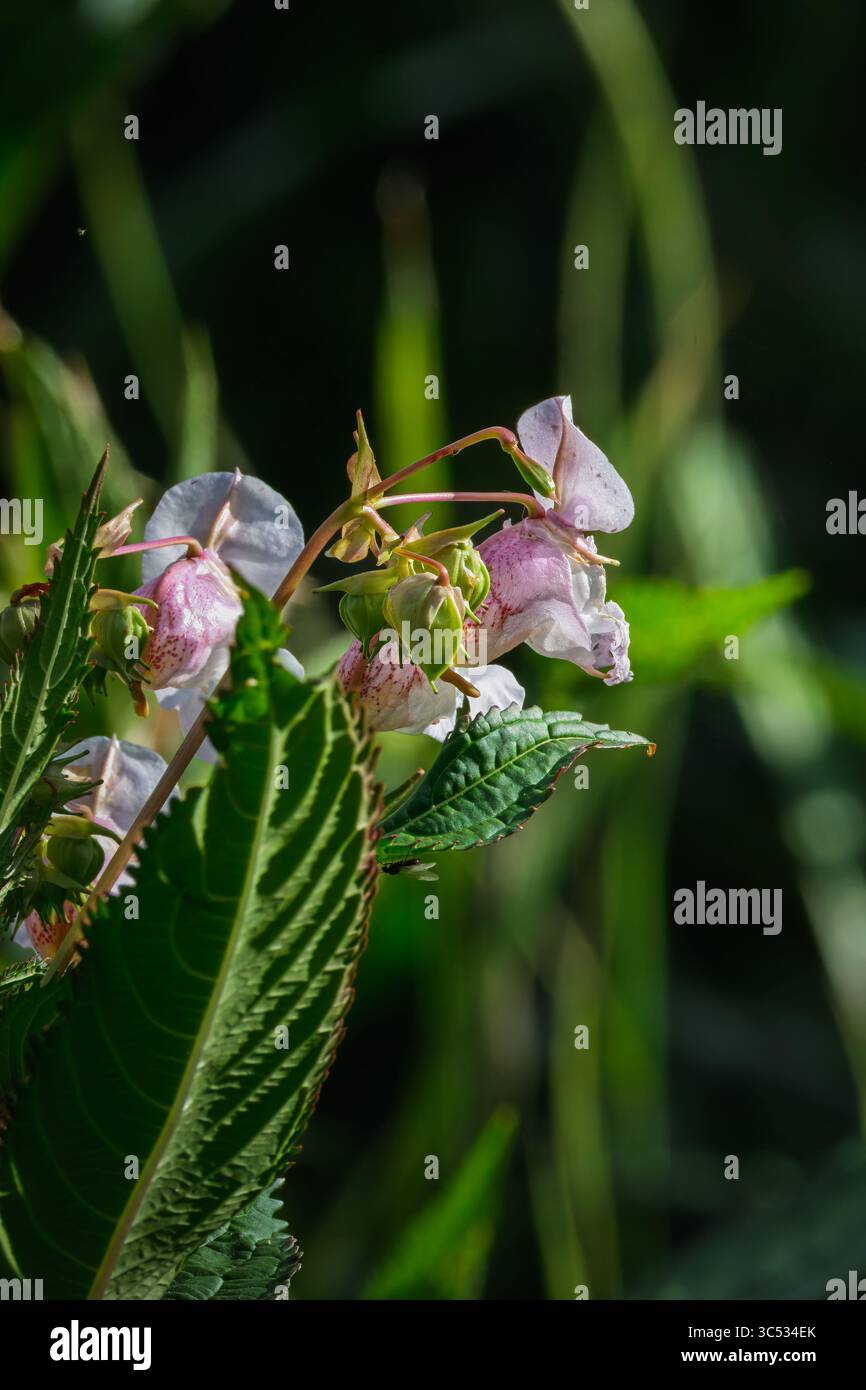 2025, abstract, agricultural field, back light, back lit, backgrounds ...