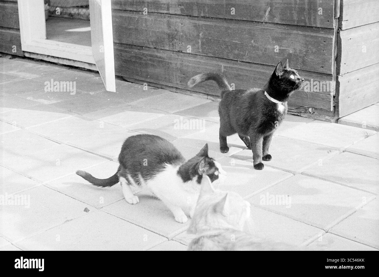 Distinctive animals Black and White Stock Photos & Images - Alamy