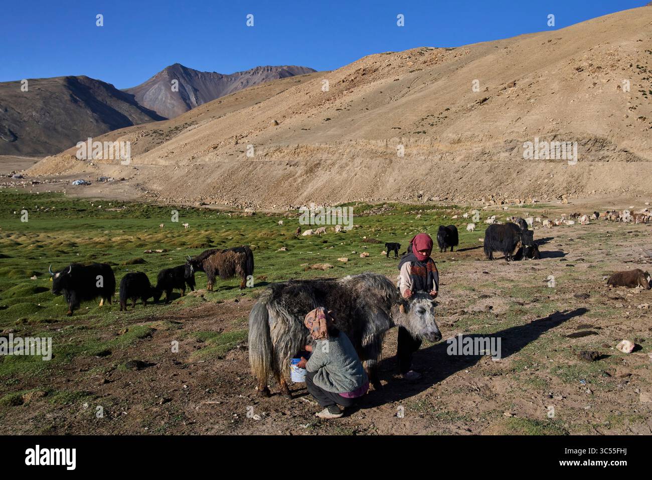 Kunzang Angmo milks the yak early in the morning as Tsering Dolma holds its horns in Korzak ...