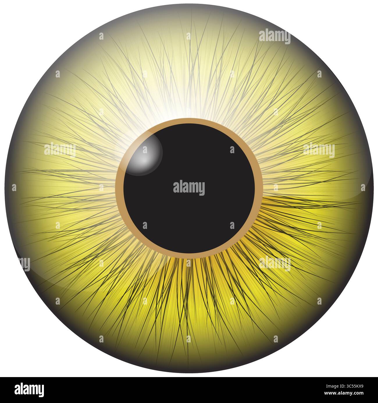 Diagram of an eye Stock Vector Images - Alamy
